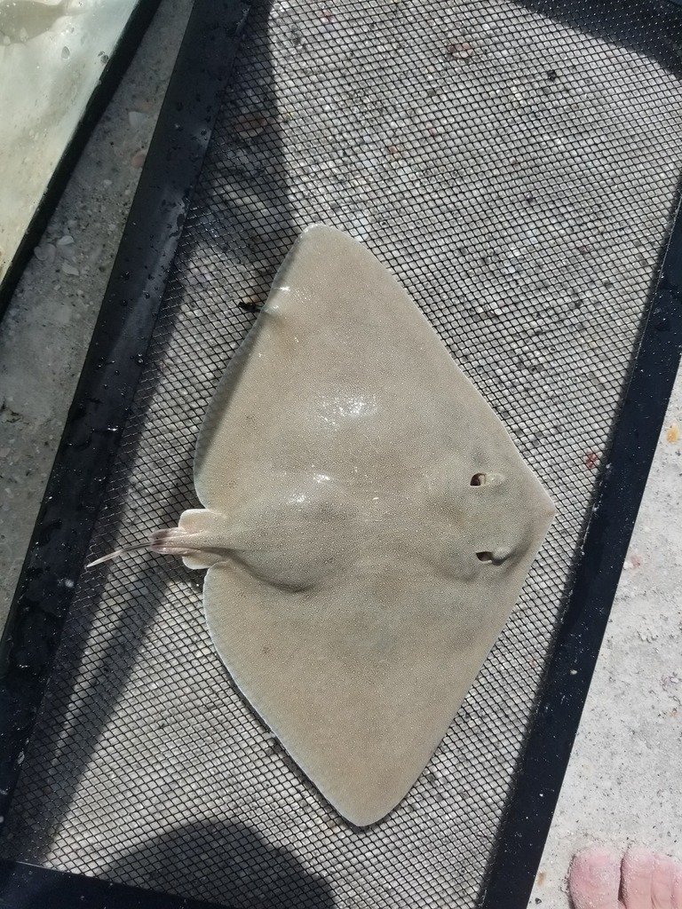 Lessa's Butterfly Ray from Pass-a-Grille Beach, St Pete Beach, FL 33706 ...