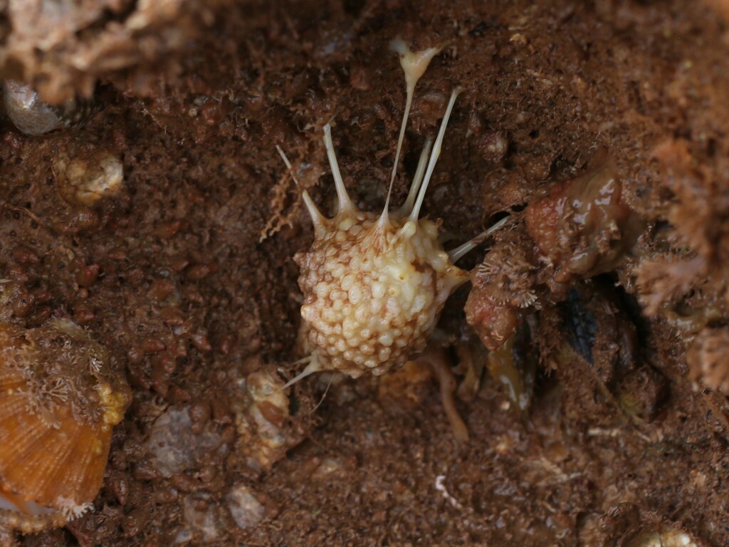 Puffball Sponges from Port Hedland, WA, Australia on April 10, 2024 at ...