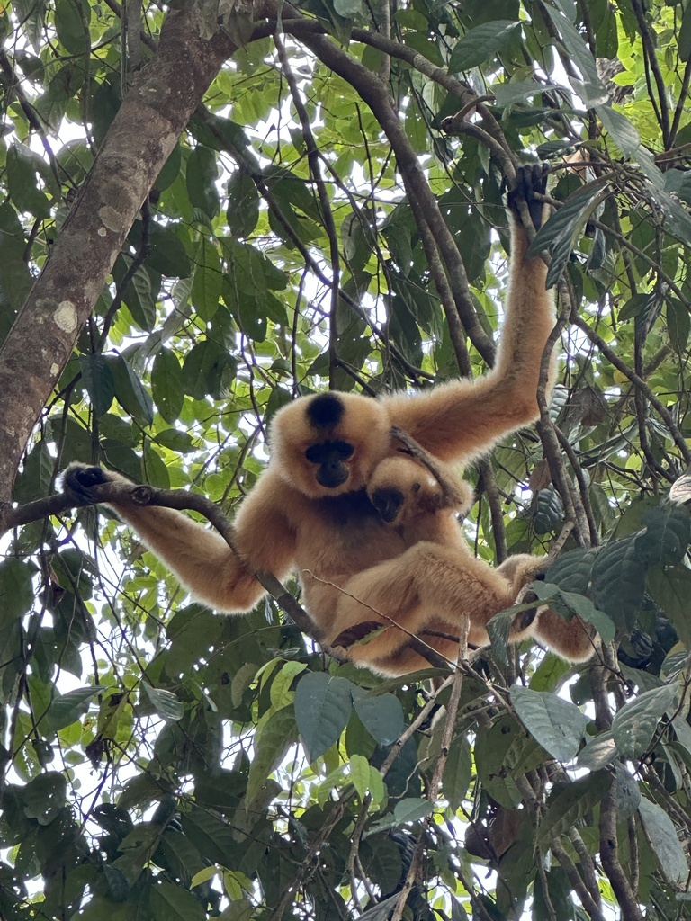 Southern Yellow-cheeked Gibbon in April 2024 by Ray Yan · iNaturalist