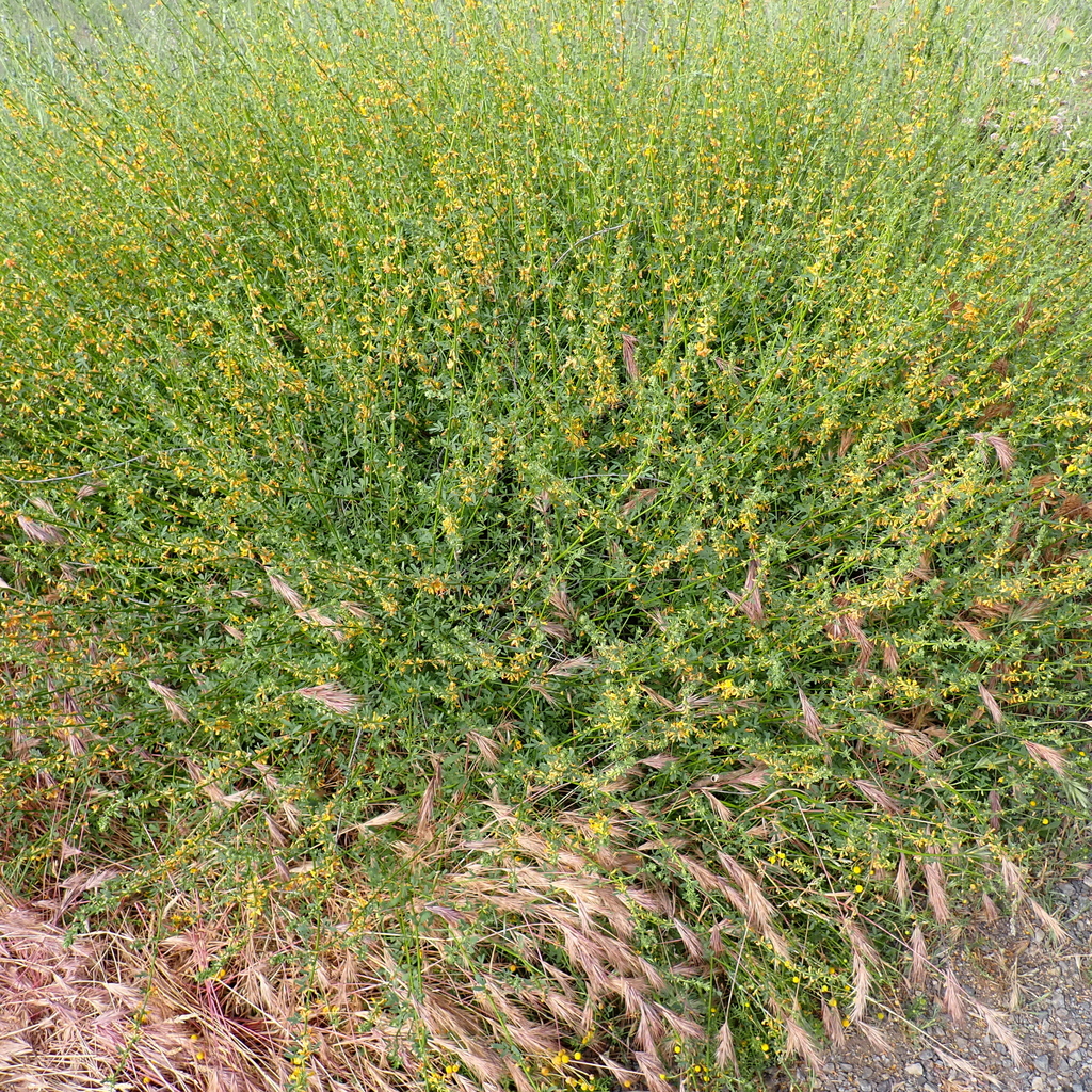 deerweed from Sun City, Menifee, CA, USA on April 27, 2024 at 07:38 AM ...