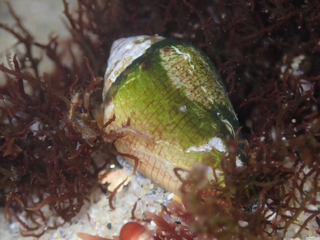 California Cone from La Jolla tidepools on April 27, 2024 at 06:04 AM by thetidepooler · iNaturalist
