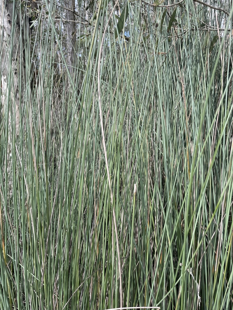 grey sedge from Karawatha Forest Park Area, Karawatha, QLD, AU on April ...