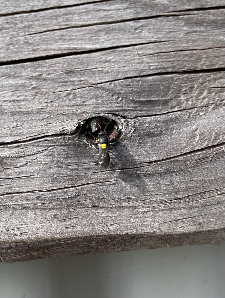 Masked Bees from Cartledge Reserve, Ivanhoe, VIC, AU on April 28, 2024 ...