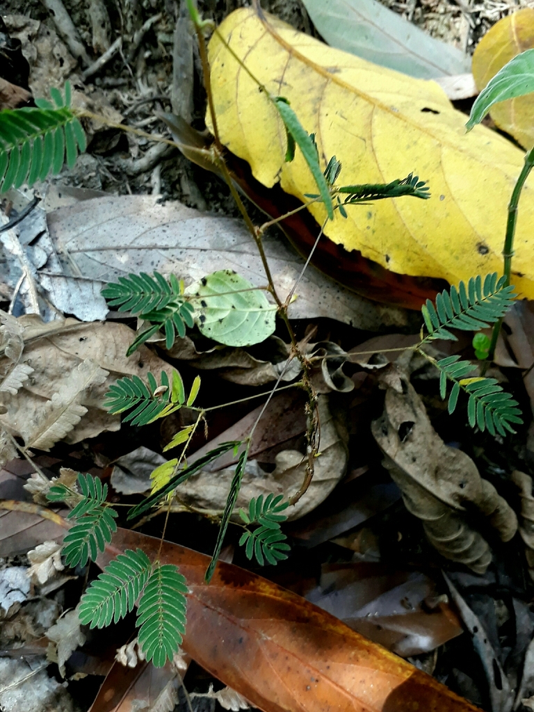 Sensitive Plant from FRMP+MJJ Botanical Park San Agustin, Tagum, Davao ...