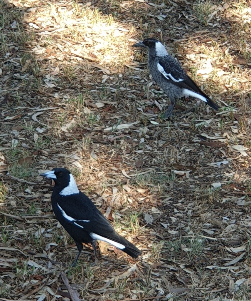 Australian Magpie from Uranquinty NSW 2652, Australia on April 26, 2024 ...