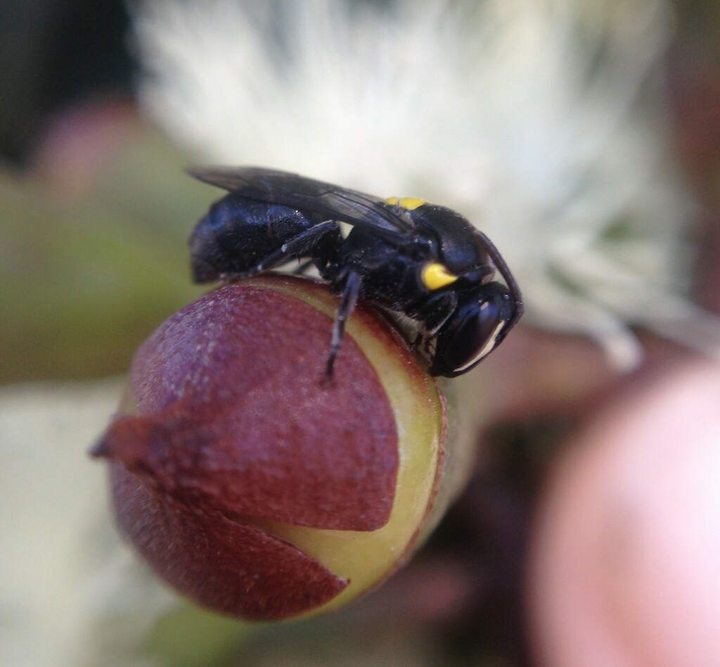 Cloudy Masked Bee from Wagga Wagga - Pt A, AU-NS, AU on April 25, 2024 ...