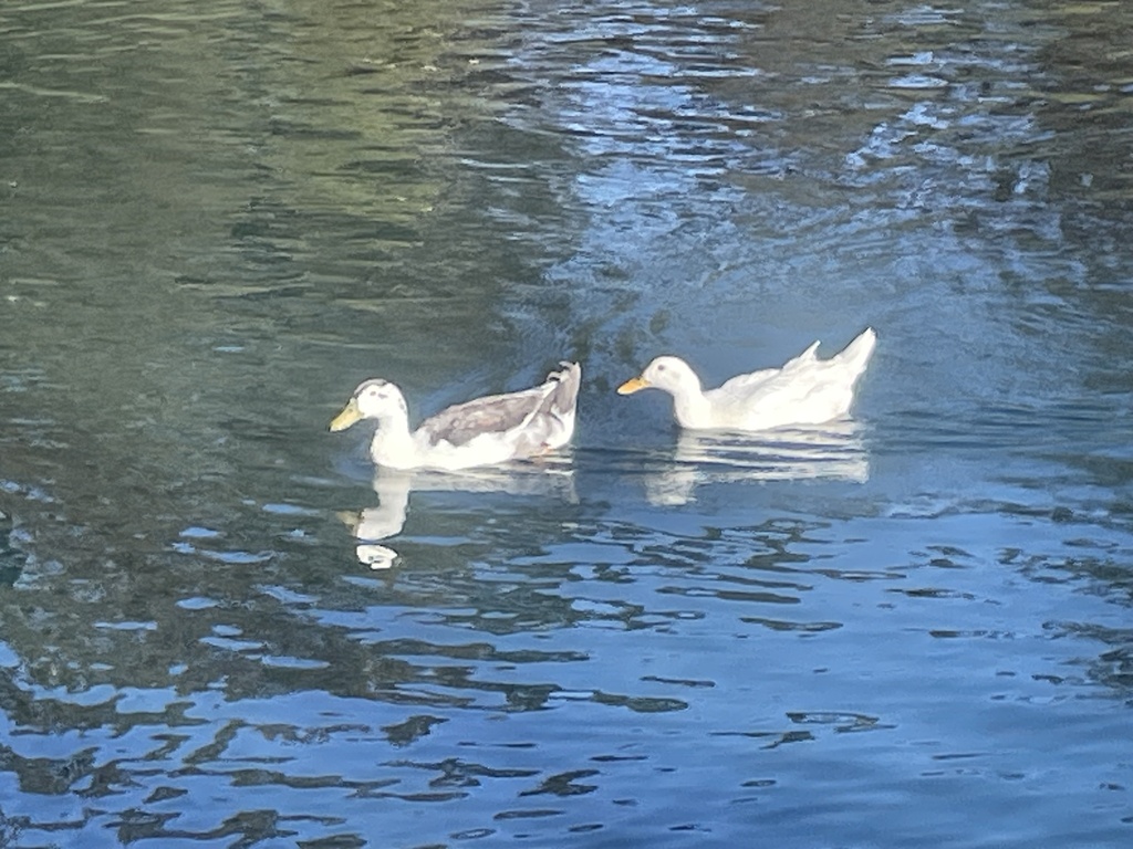 Domestic Mallard from Kenneth Hahn State Recreation Area, Los Angeles ...