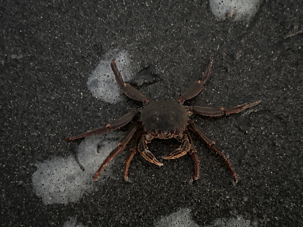 Eubrachyuran Crabs from South Taranaki, NZ-TK, NZ on April 28, 2024 at ...