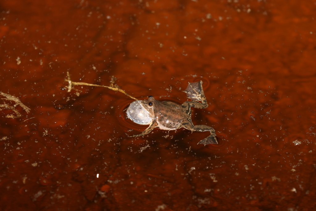 Green Puddle Frog from 香港大嶼山 on April 26, 2024 at 09:05 PM by ...