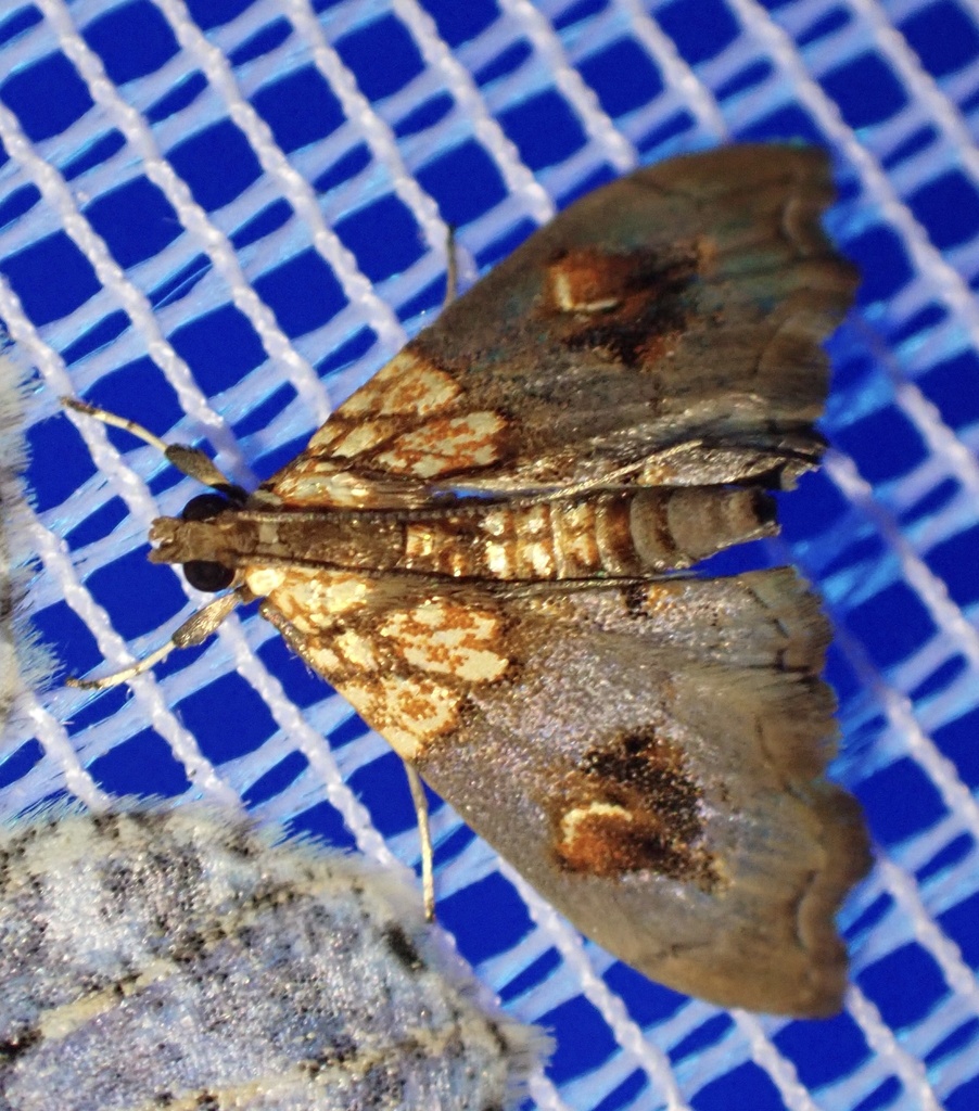 Agrotera basinotata from Trashigang, BT on April 10, 2024 at 03:41 AM ...