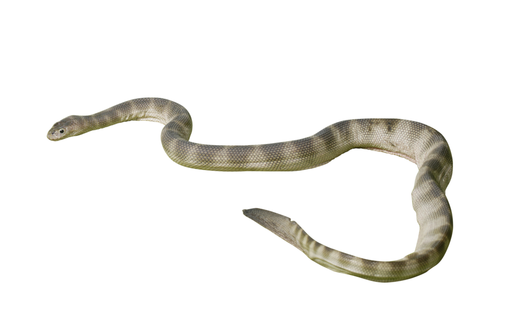 Australian Beaked Sea Snake from Embley River on April 29, 2023 at 05: ...