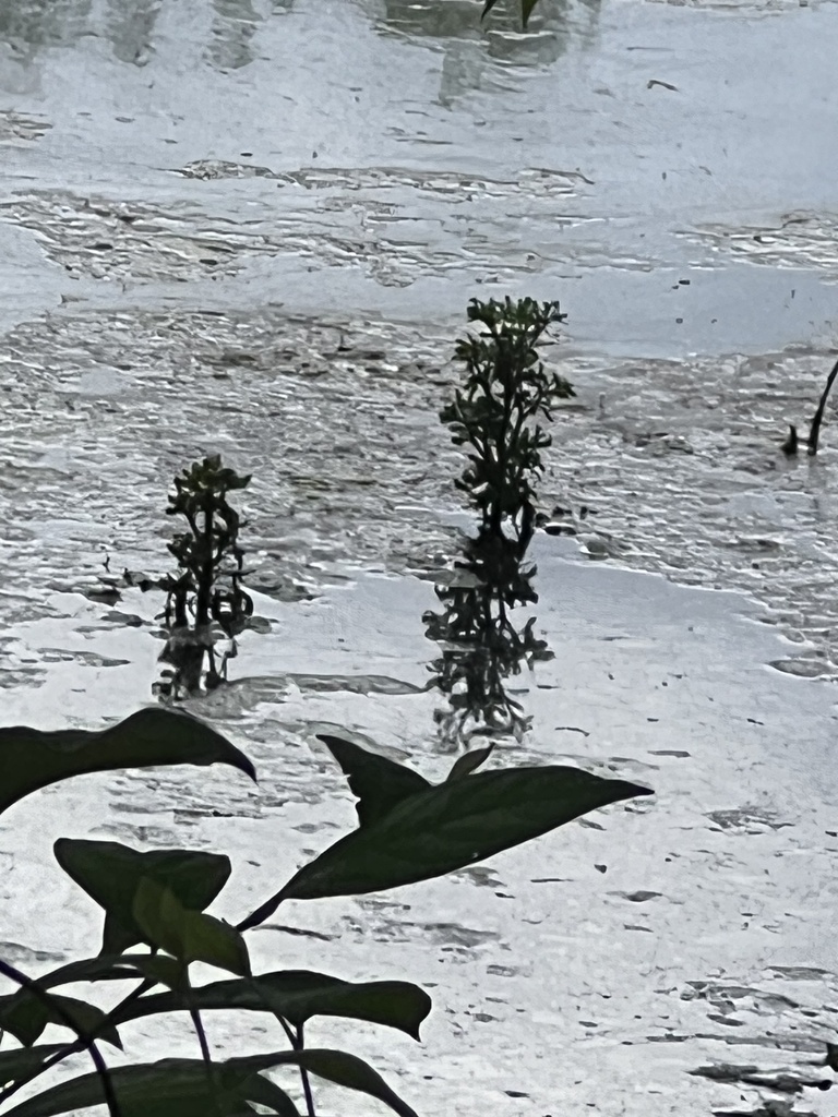Featherfoil from Caperton Swamp, Indian Hills, KY, US on April 27, 2024 ...