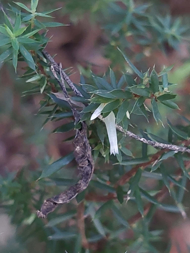 Prickly Beard-heath from Carlingford NSW 2118, Australia on April 28 ...