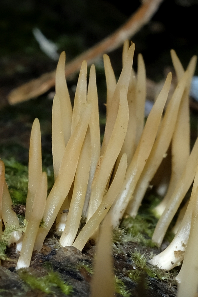 antler and spindle fungi from Wainuiomata, Lower Hutt 5373, New Zealand ...