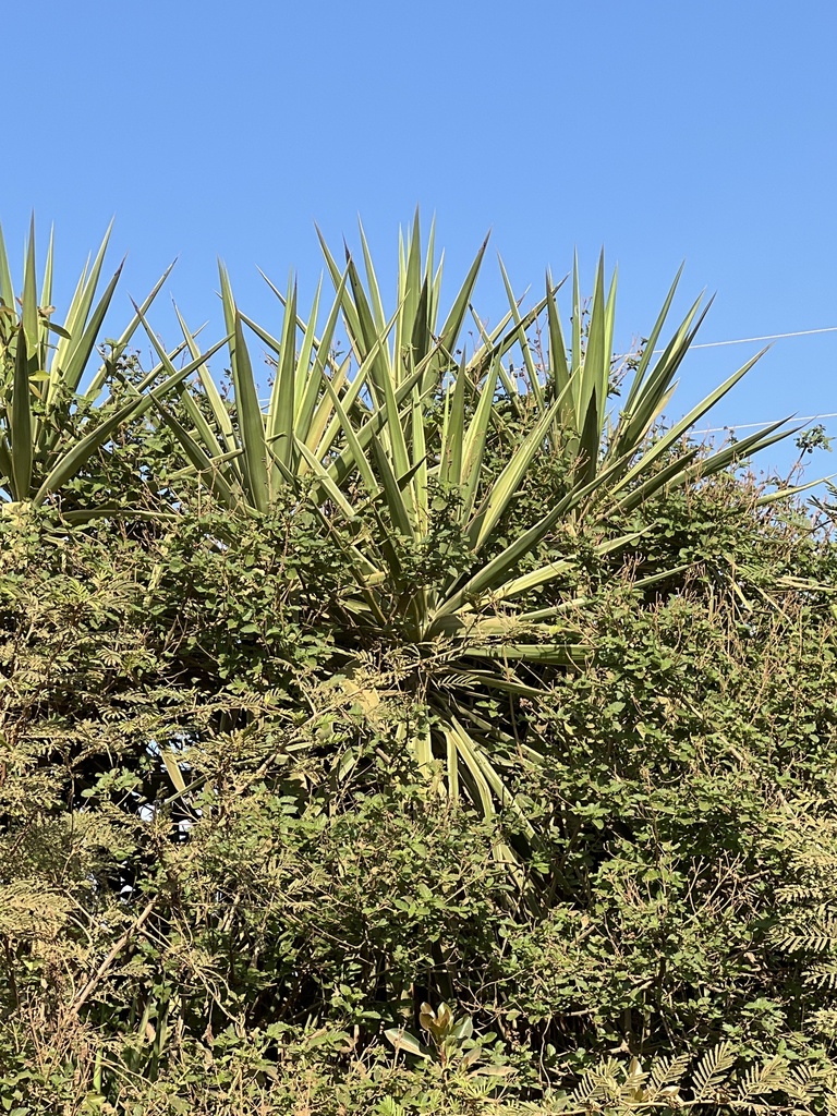 Yuccas from Brits Road, City Of Tshwane, GP, ZA on April 28, 2024 at 08 ...