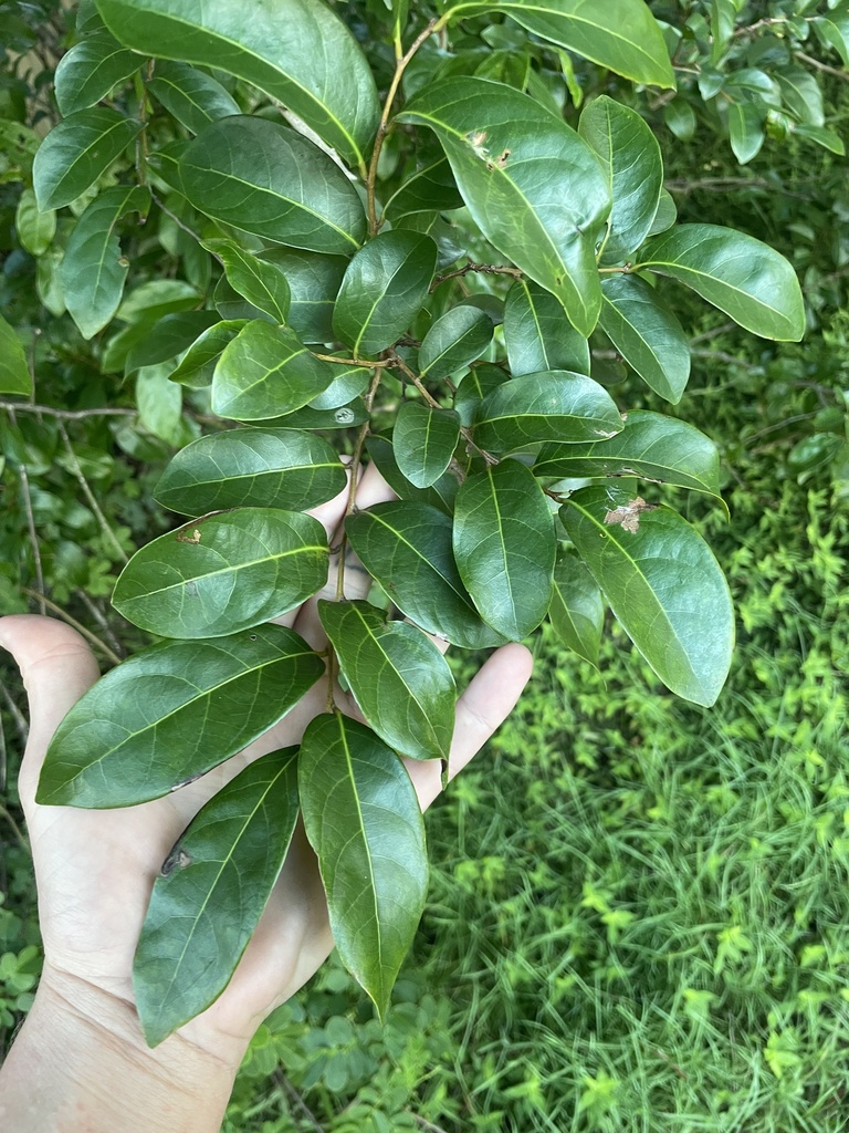 Cheese Tree from Woodridge Adventure Park, Woodridge, QLD, AU on April ...