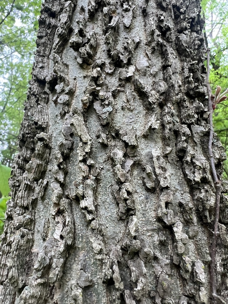 common hackberry from Caperton Swamp, Indian Hills, KY, US on April 27 ...