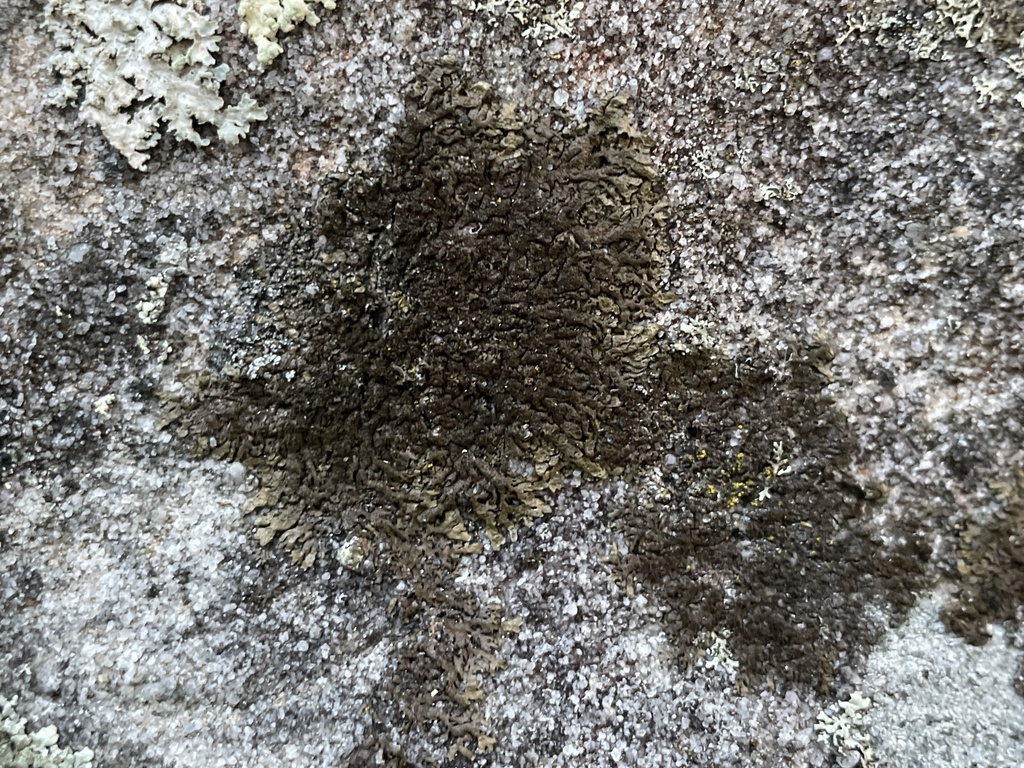 common lichens in April 2024 by Alex Pintsen JIN · iNaturalist