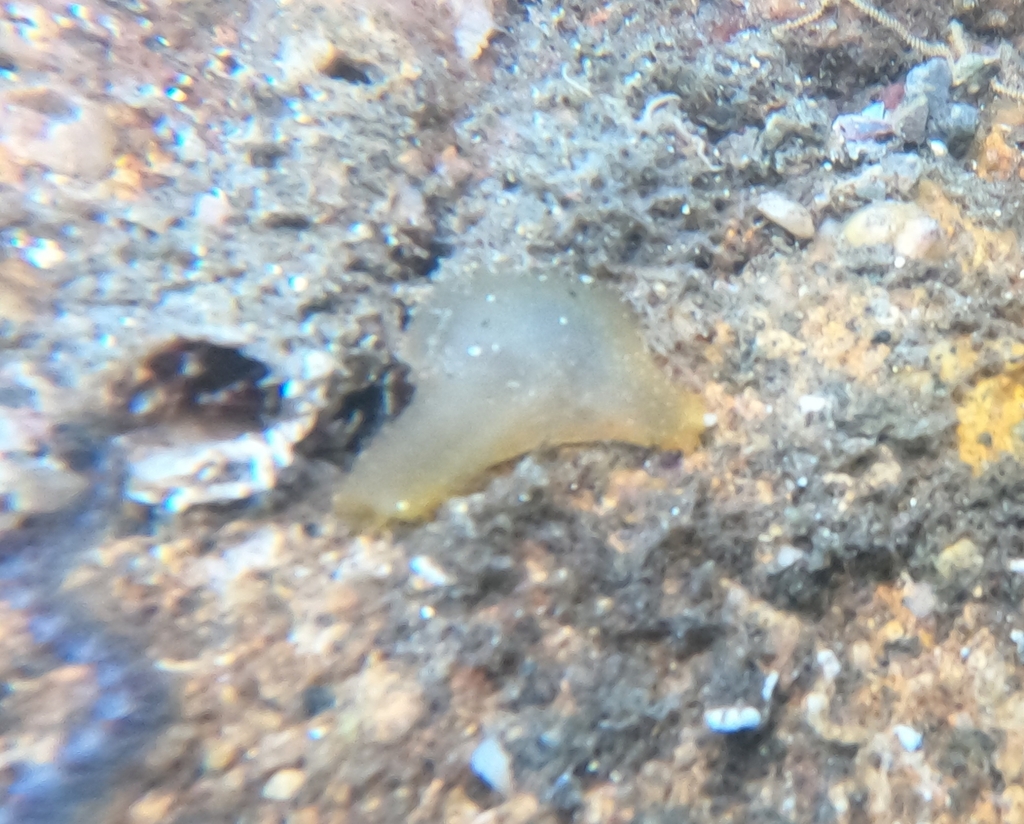 Ascidia ceratodes from Residencial la Jolla, 28868 Manzanillo, Col ...