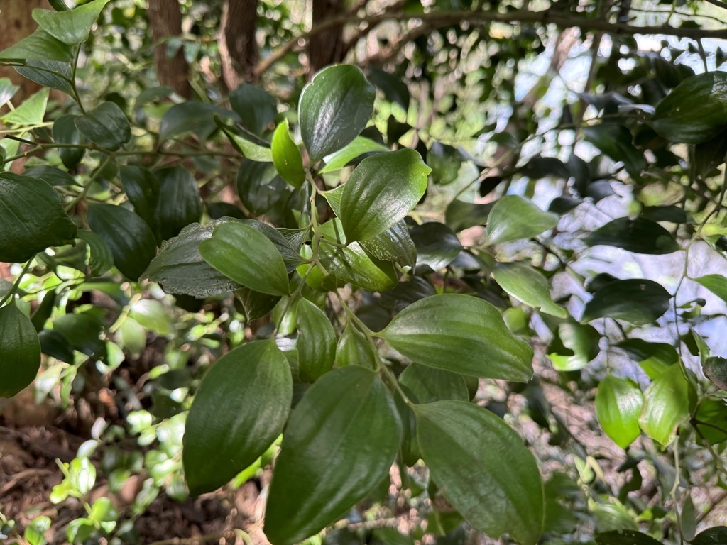 Broad Leaved Native Cherry from Brookfield (incl. Brisbane Forest Park ...