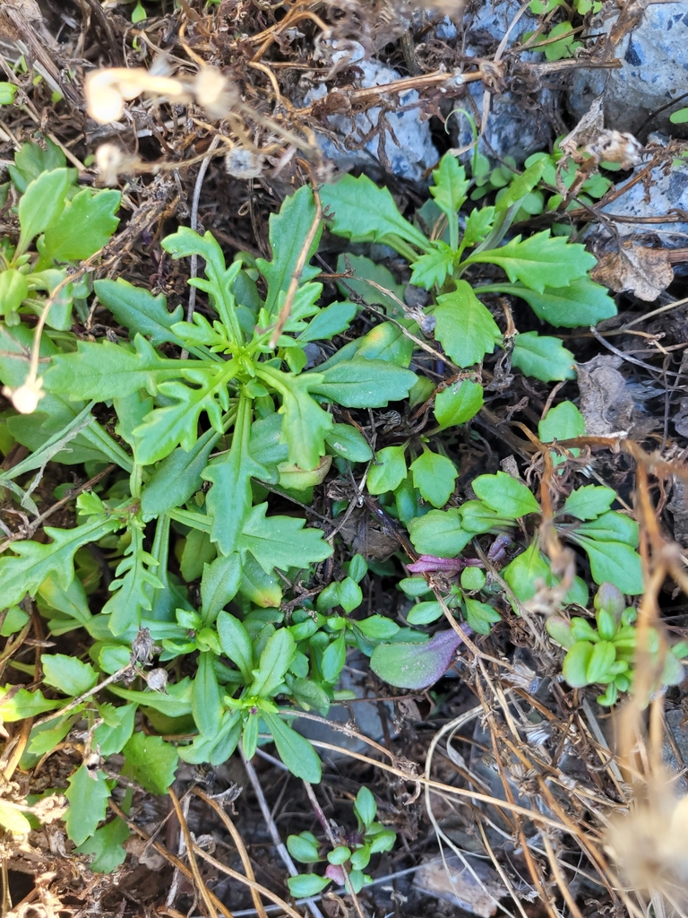 Shore Groundsel from Lyall Bay, Wellington 6022, New Zealand on April ...