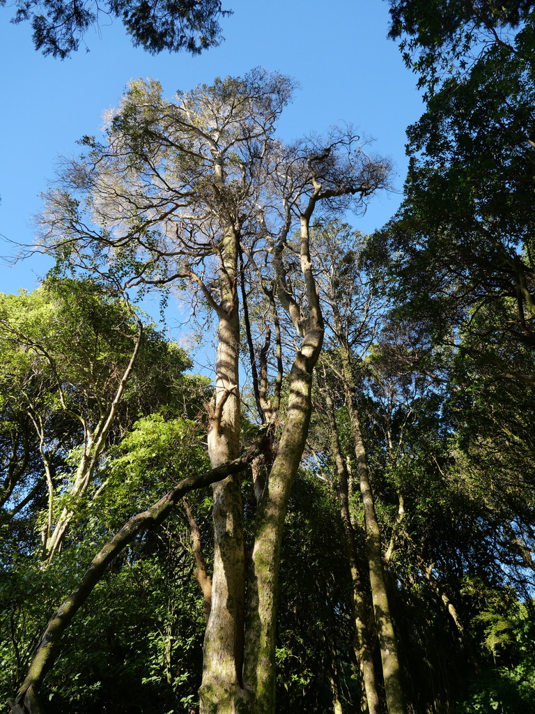 Swamp maire in April 2024 by Chris Close · iNaturalist