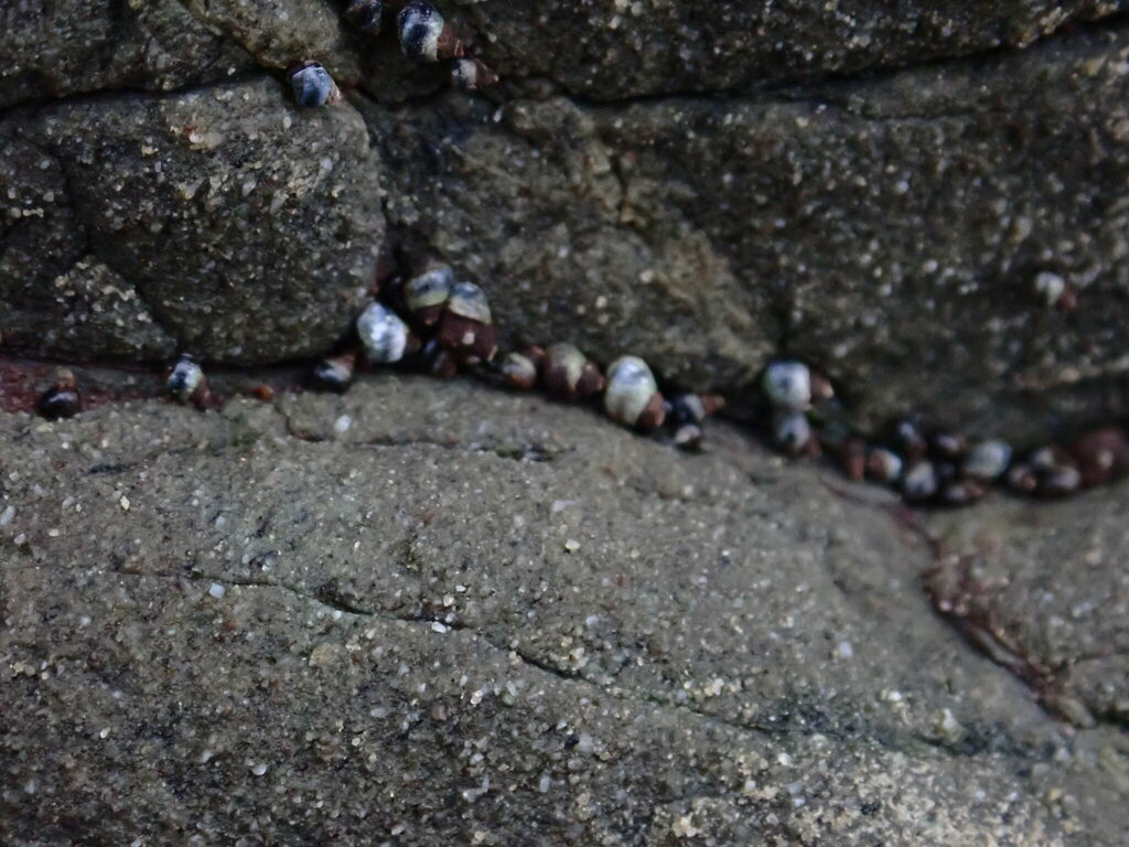 New Zealand Blue-banded Periwinkle from Canterbury, New Zealand on ...