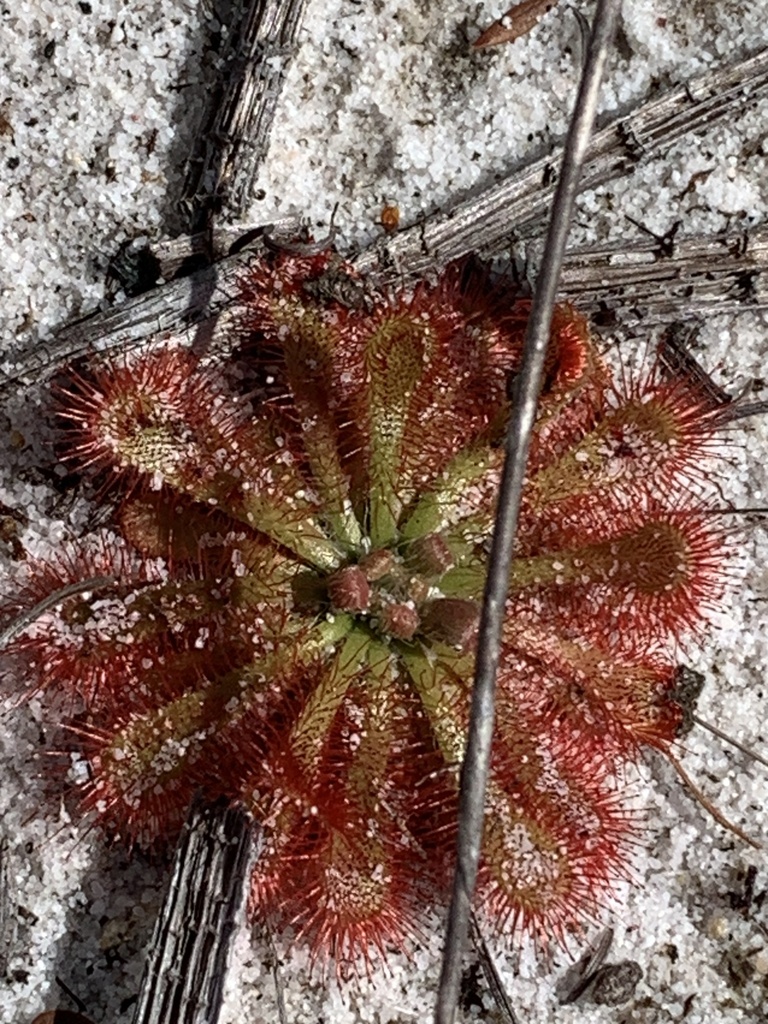 Rosy Sundew from K’gari (Fraser Island) Recreation Area, Eurong, QLD ...