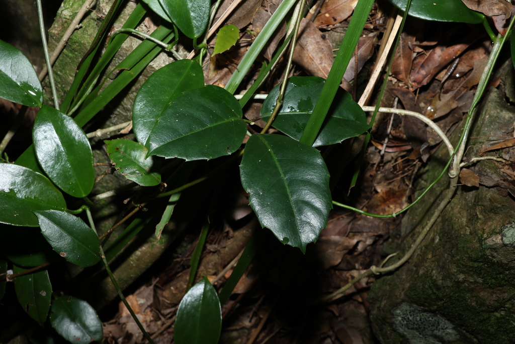 Native Grape from Kiamba QLD 4560, Australia on April 28, 2024 at 07:21 ...