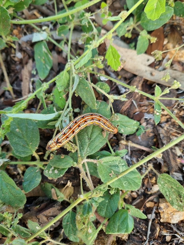 Australian Striped Hawk Moth from Braitling NT 0870, Australia on April ...