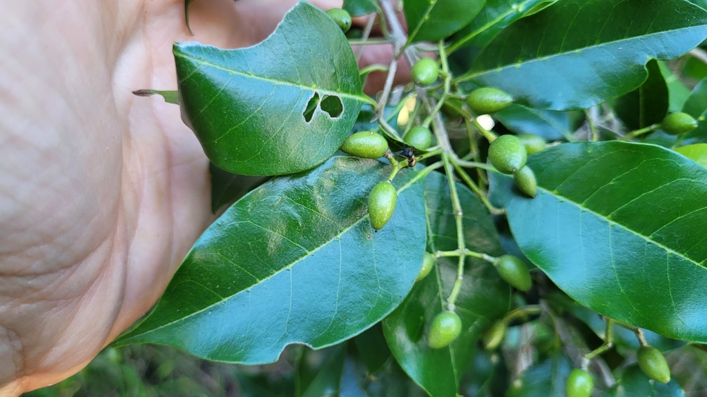 Australian Olive (Logan RE 12.8.8 Flora) · iNaturalist