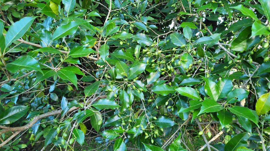 Australian Olive (Olea paniculata) - Botanical Realm