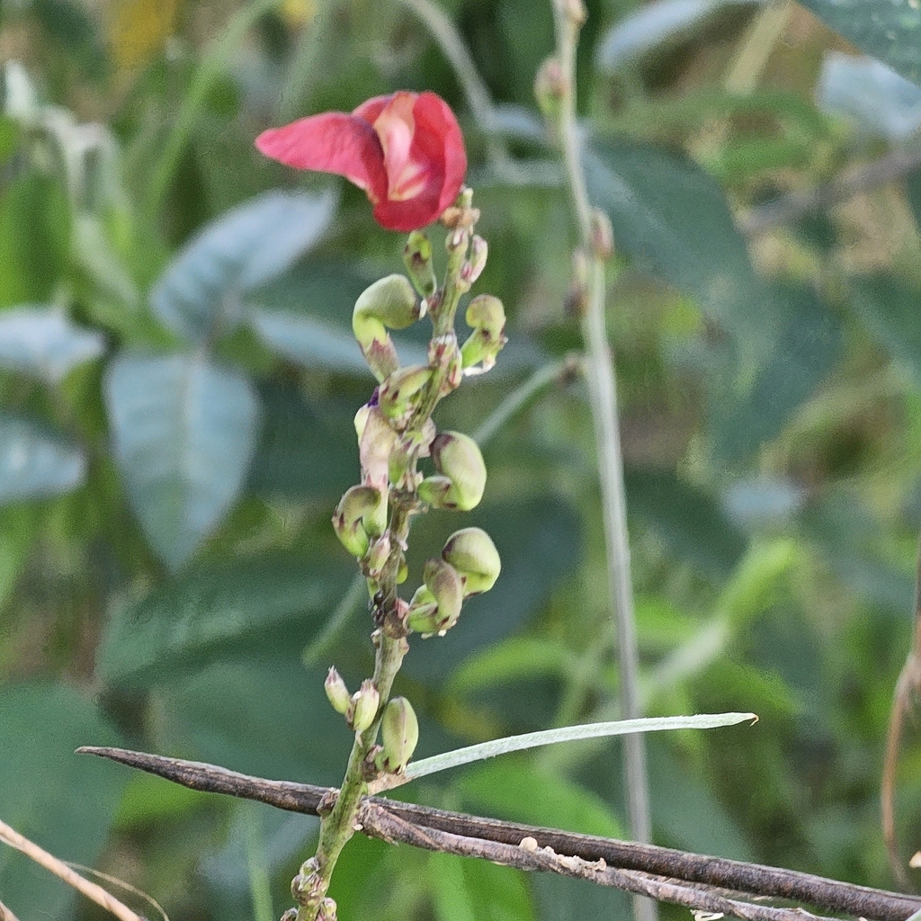 Phasey Bean from Rocklea QLD 4106, Australia on March 30, 2024 at 12:14 ...