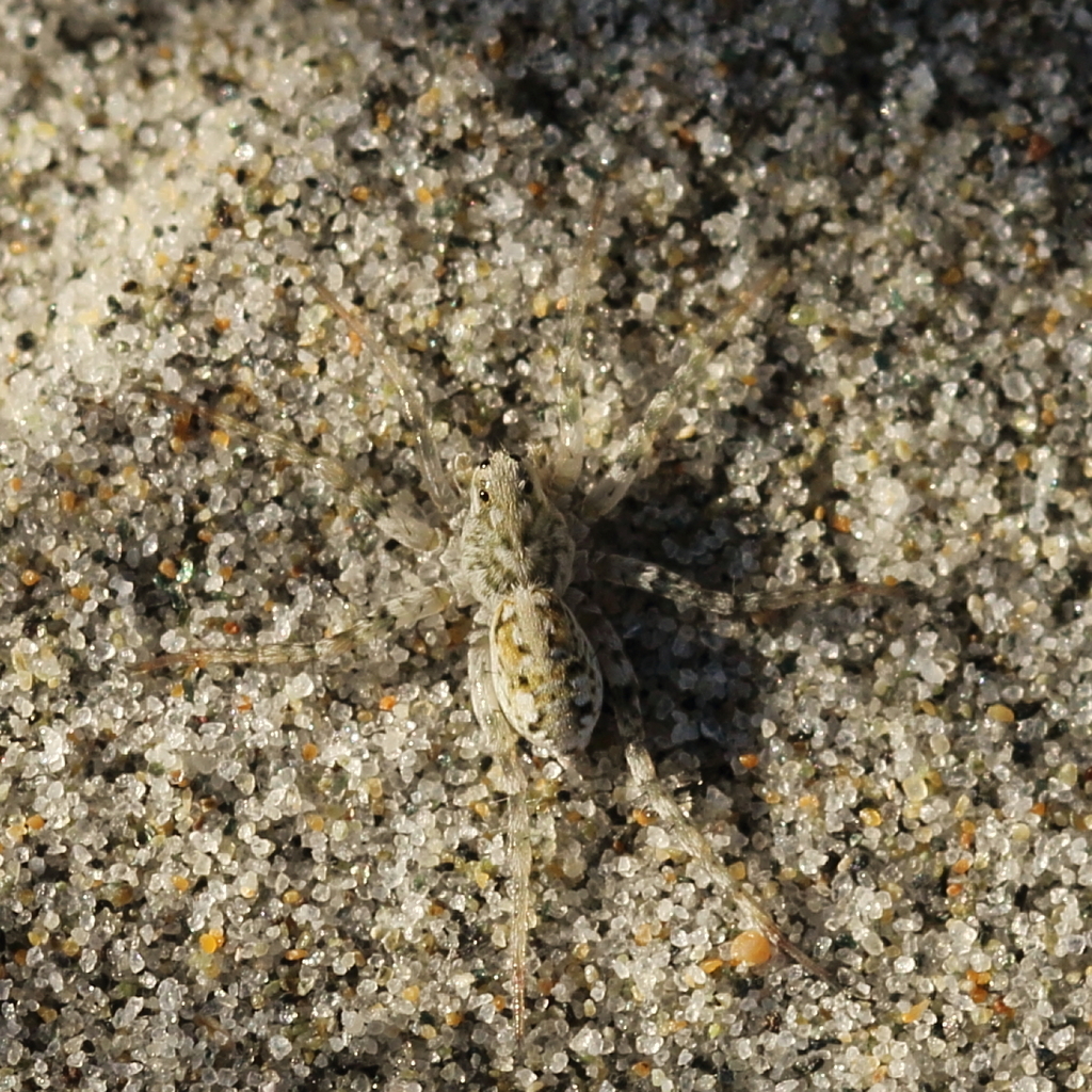 Anoteropsis forsteri from Warrington Beach, Otago, NZ on April 28, 2024 ...