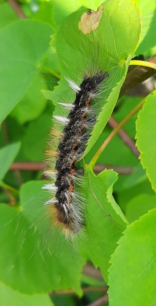 Black V Moth from Lobau, Wien, Österreich on April 28, 2024 at 09:50 AM ...