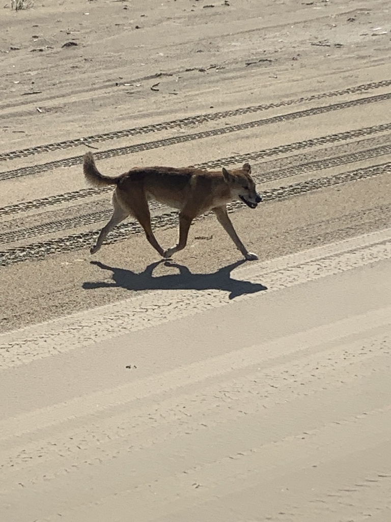 Dingo from K’gari (Fraser Island) Recreation Area, Eurong, QLD, AU on ...