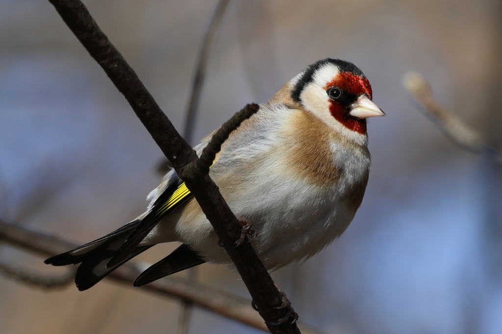 European Goldfinch from Taka-Töölö, Helsinki, Suomi on April 28, 2024 ...