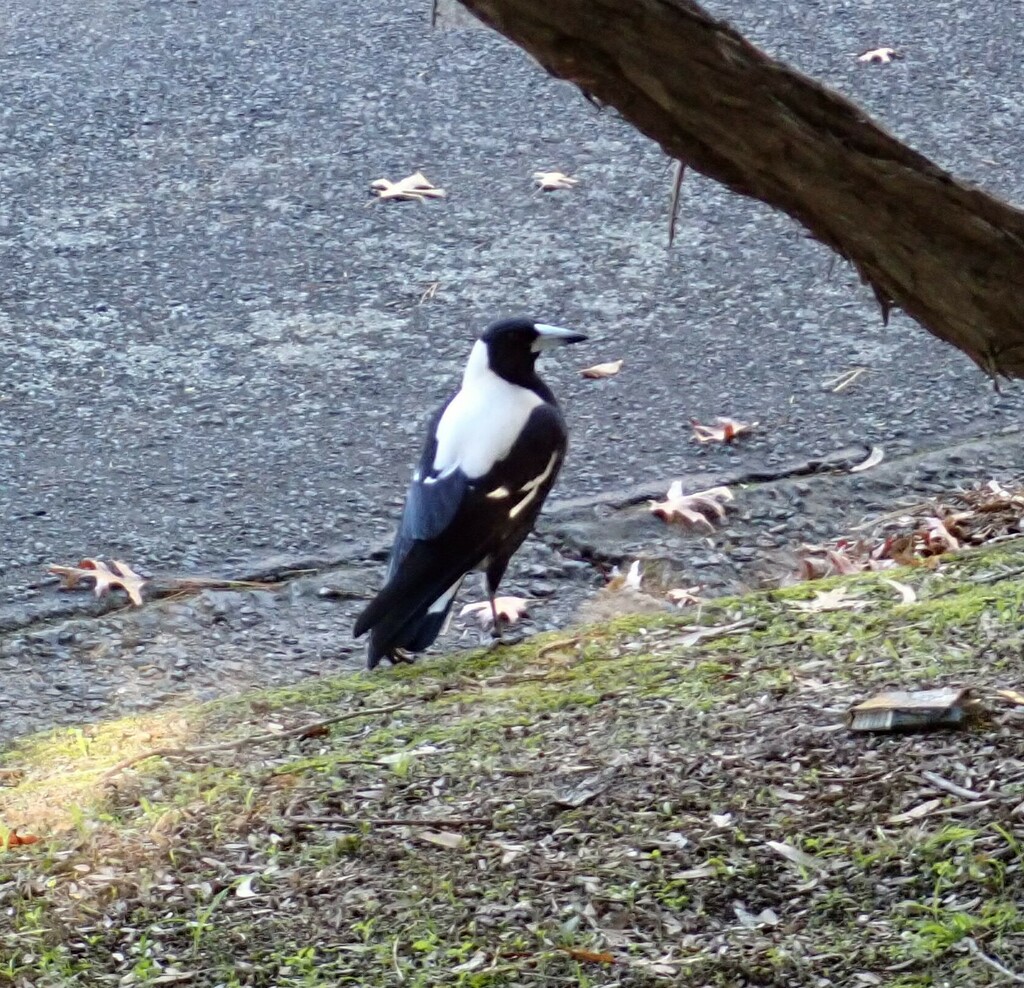 Australian Magpie from Melbourne VIC, Australia on April 27, 2024 at 08 ...