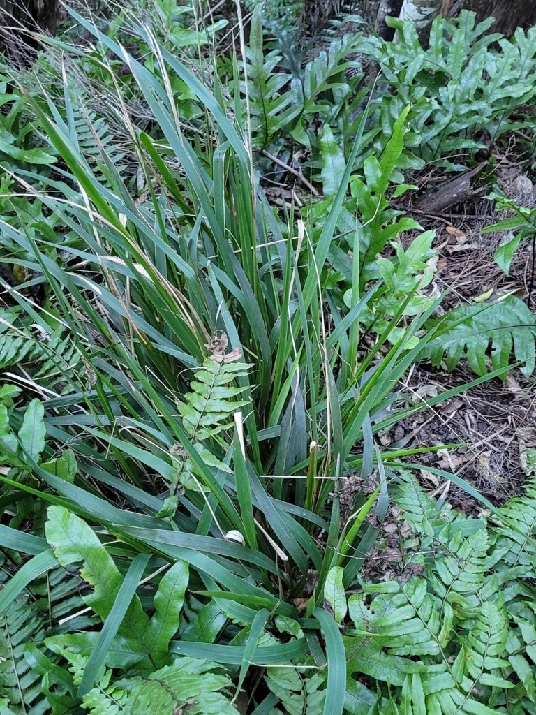 bush rice grass from Otari School - Otari-Wilton's Bush, Wilton ...
