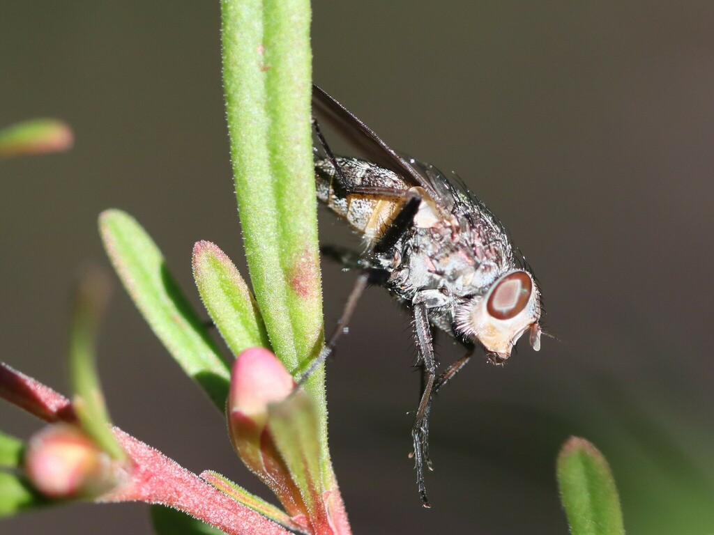 Bot Flies, Blow Flies, and Allies from Yoogali Terrace, Blaxland NSW ...