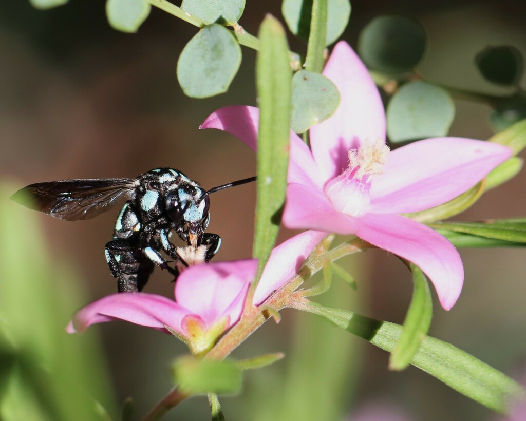 Neon Cloak-and-dagger Bee from Yoogali Terrace, Blaxland NSW 2774 ...
