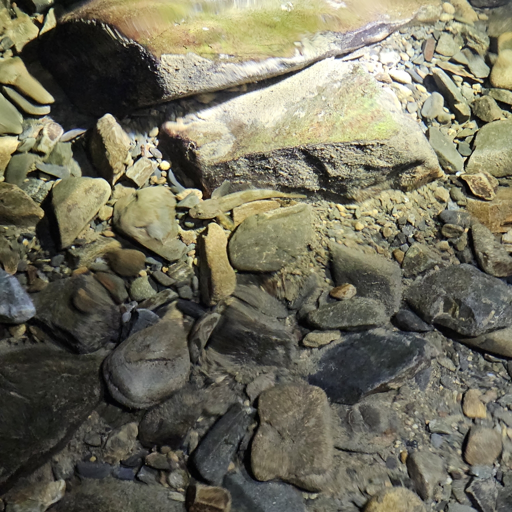 Gobiomorphus from Glenside, Wellington 6037, New Zealand on April 26 ...