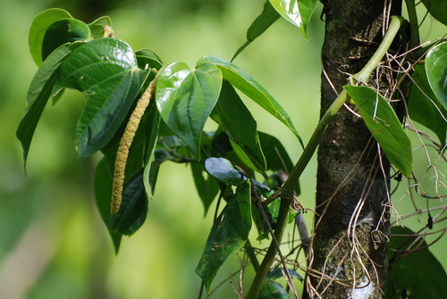 Piper macropiper · iNaturalist United Kingdom