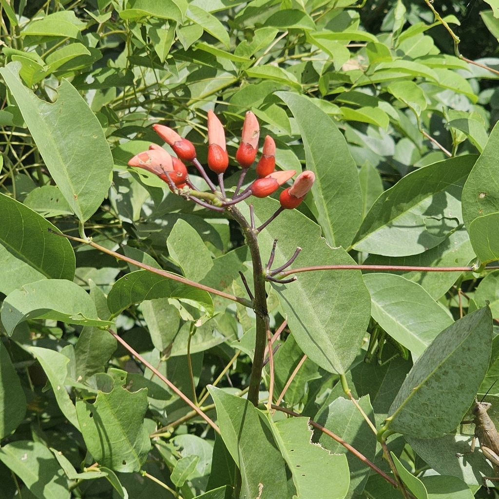 Cockspur coral tree from Rocklea QLD 4106, Australia on March 30, 2024 ...