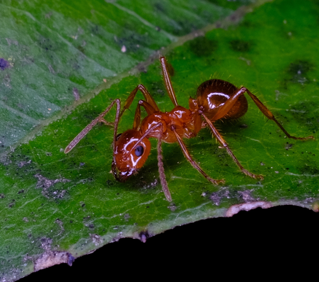 Notoncus spinisquamis from Moggs Creek VIC 3231, Australia on April 27 ...