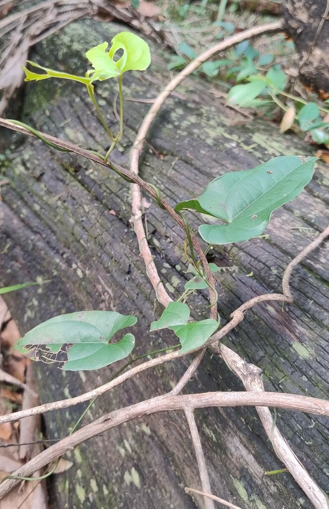 Common Yam Vine from Redbank Creek QLD 4312, Australia on April 27, 2024 at 11:25 AM by R. Light ...