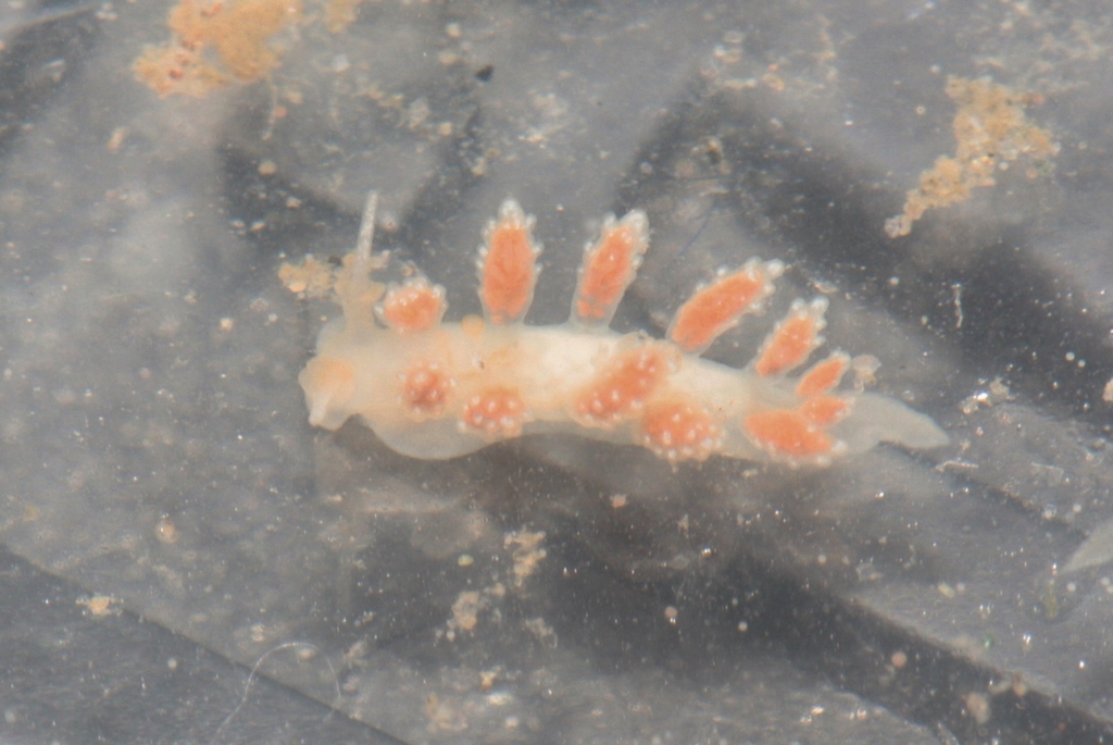Doto urak from Malibu, CA, US on May 19, 2016 at 12:01 PM by James ...