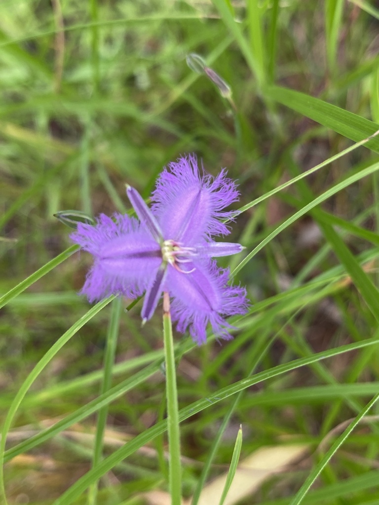Common Fringe-lily in April 2024 by Deborah Metters · iNaturalist