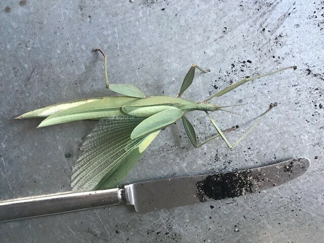 Children’s Stick Insect from Mandurang VIC 3551, Australia on April 28 ...