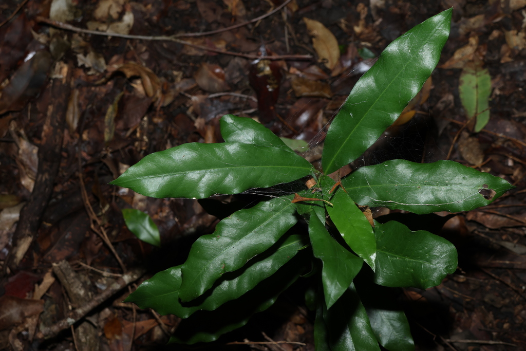 small bolwarra from Kiamba QLD 4560, Australia on April 28, 2024 at 07: ...